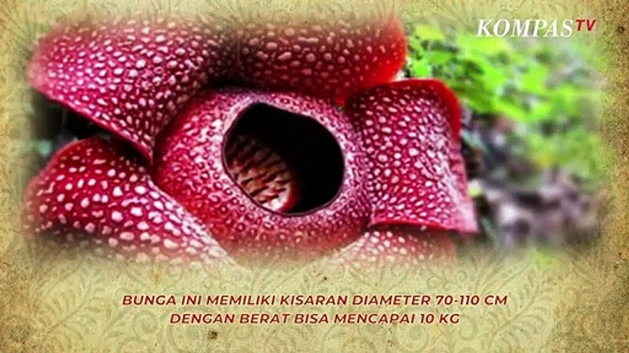 Fakta Unik Rafflesia Arnoldii, Bunga Terbesar di Dunia yang Tumbuh di ...