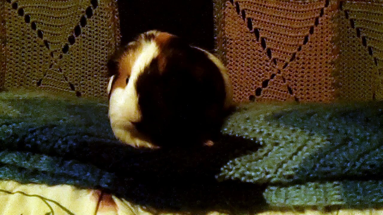 CAVIA PORCELLUS TURMERIC 102_4751 - video Dailymotion