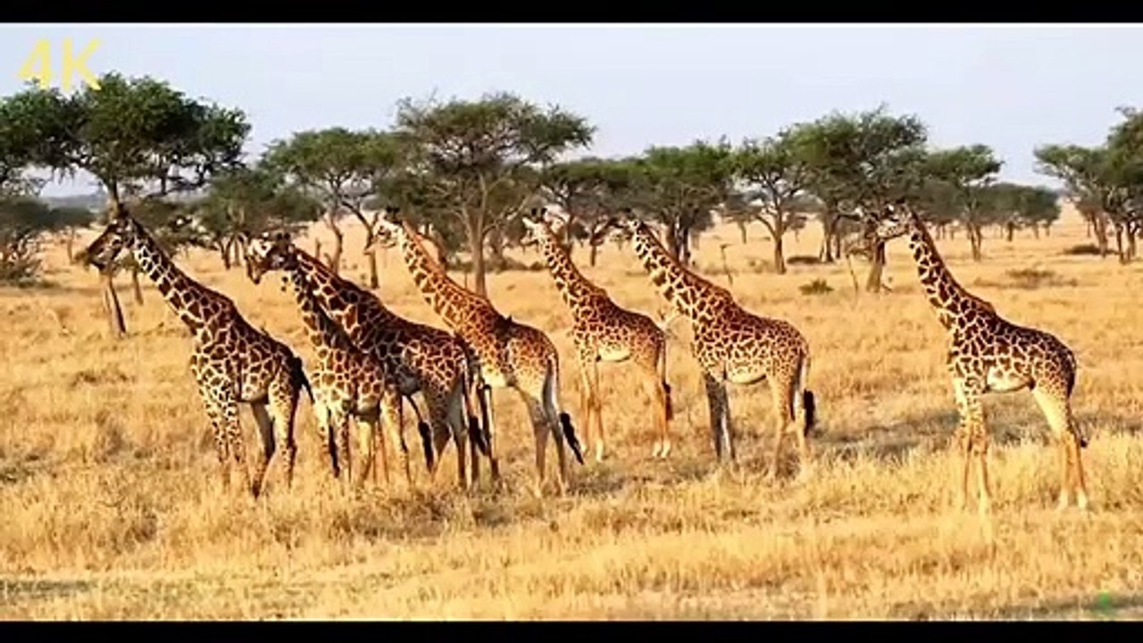 Africa Wild Animal's in Nature 4K Ultra HD - video Dailymotion