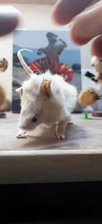 Rat Pencil Case - video Dailymotion