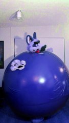 Oz Kangaroo videos - Dailymotion