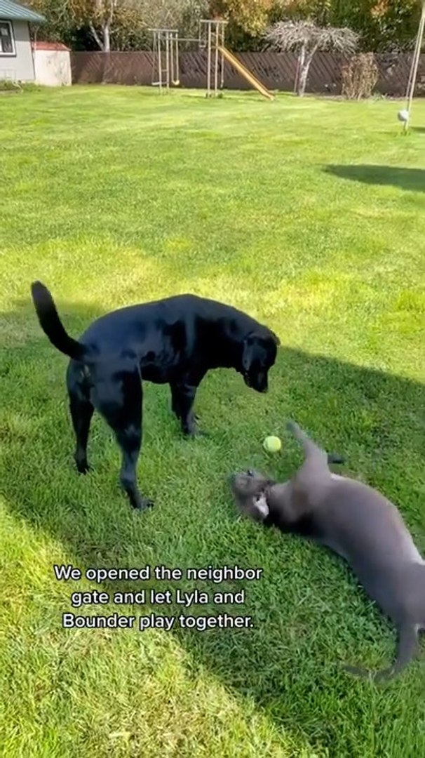 How Do Dogs Play Together
