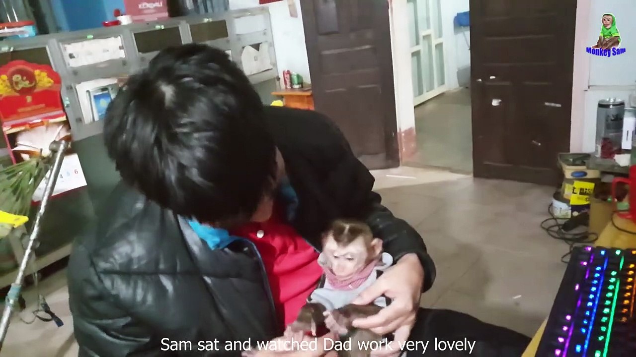 Sam monkey wears a mask against covid 19 - video Dailymotion