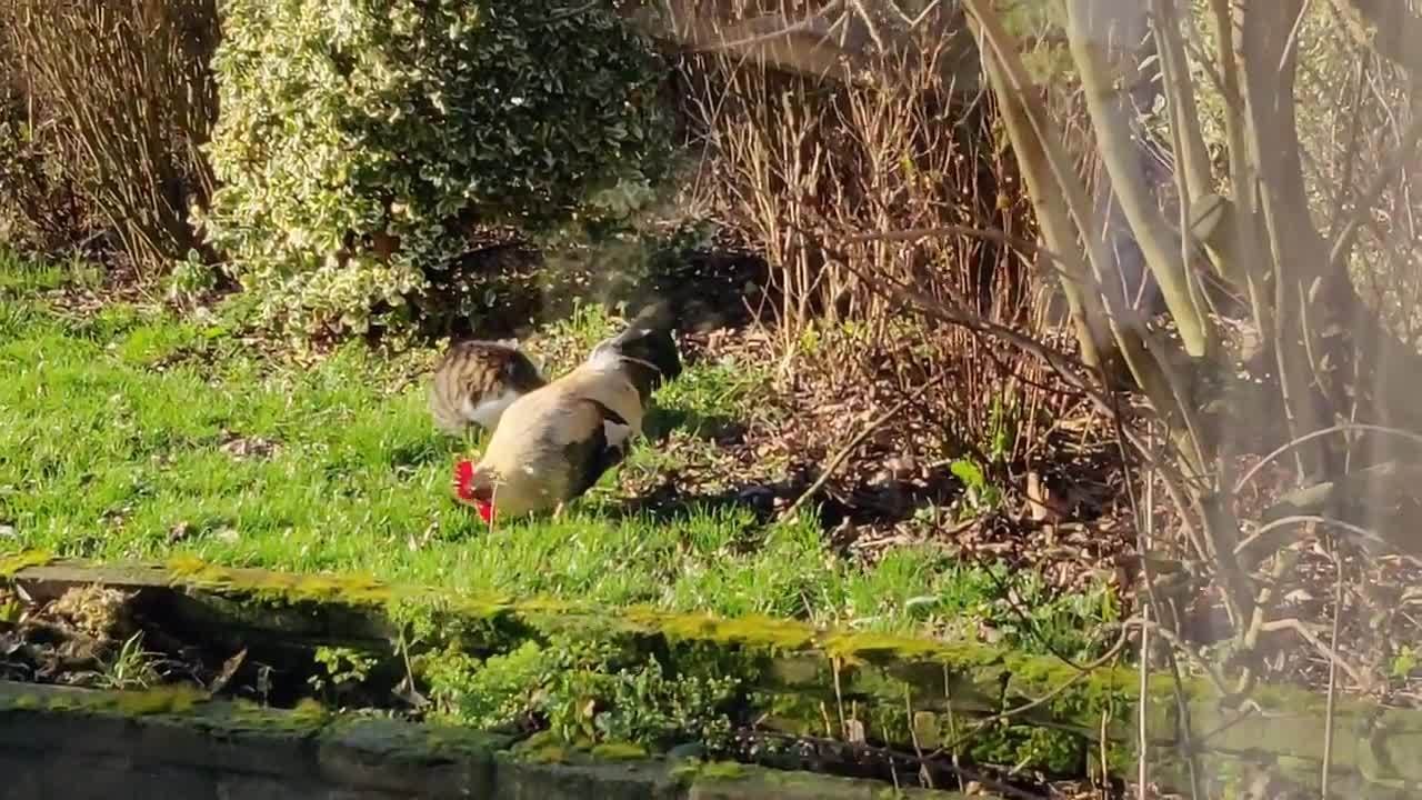 Cat And Rooster Walk Together In the Farm - video Dailymotion