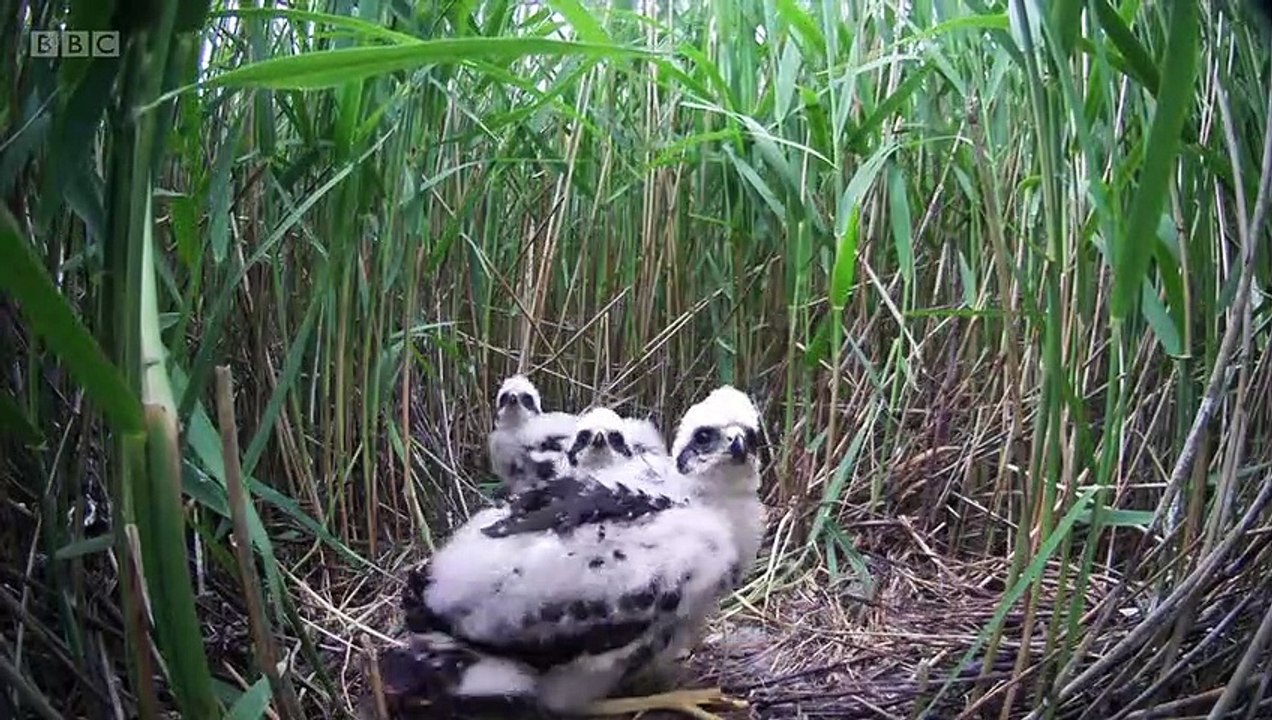 Springwatch episode 12 2021 - video Dailymotion