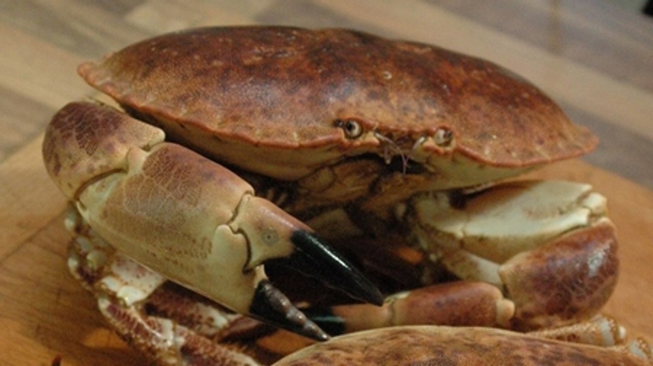 Cuisson tourteau : comment cuire un tourteau en vidéo - Vidéo Dailymotion