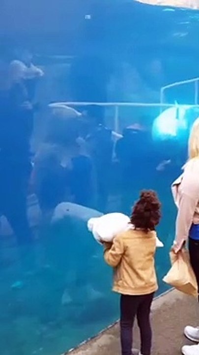 Beluga Whale Shows Excitement over Stuffed Friend - video Dailymotion