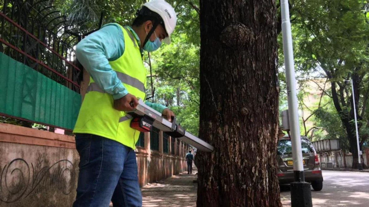 Mumbai: BMC appoints arborist to check tree, audit - video Dailymotion