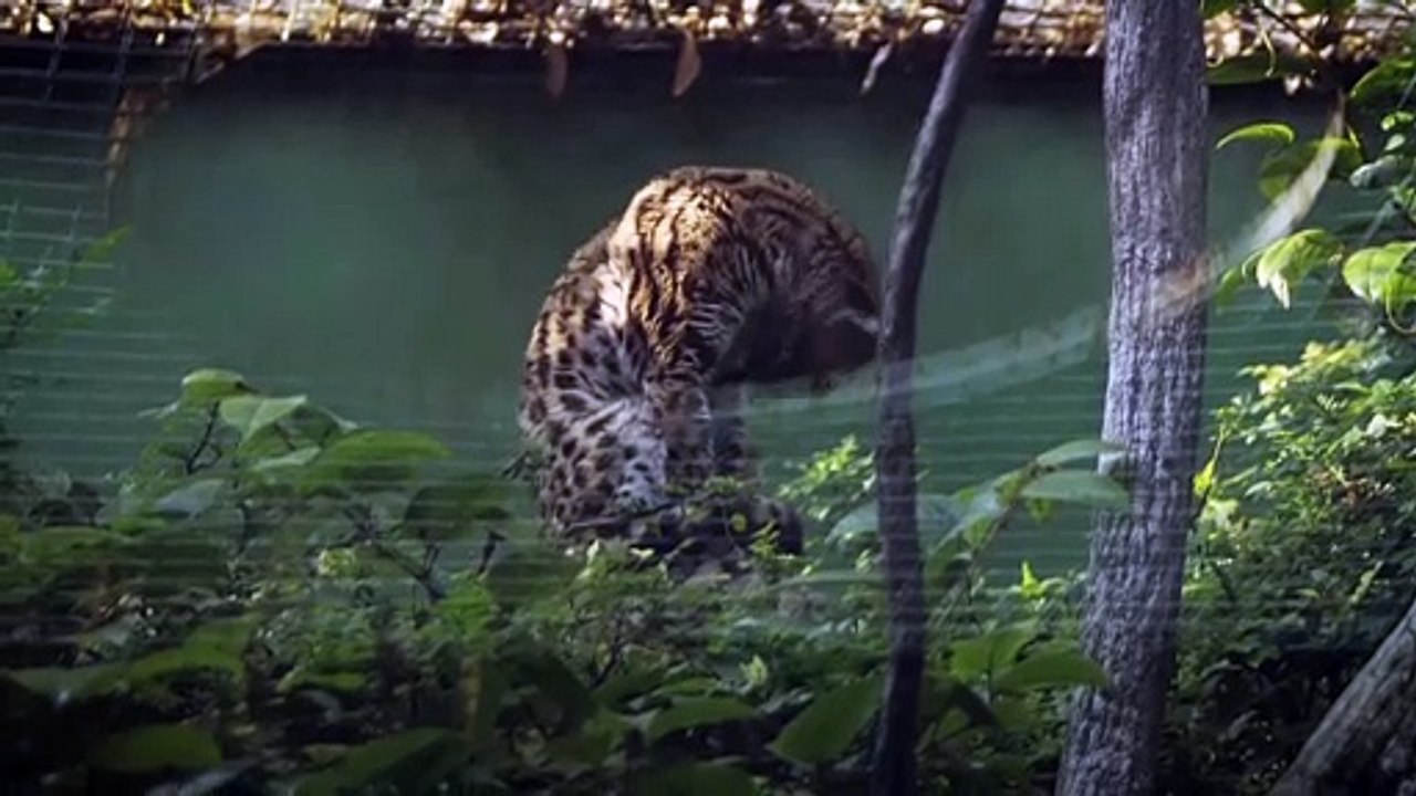 wildlife animal - video Dailymotion