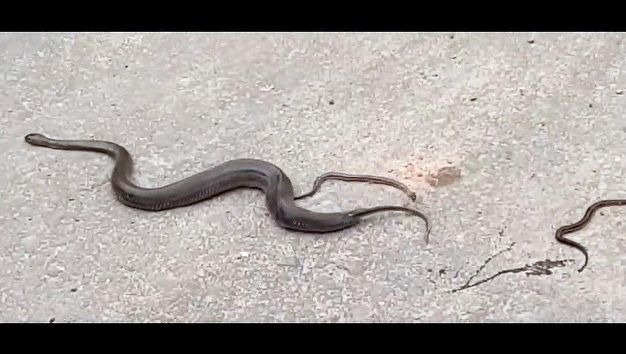 OMG! Snake was giving birth - video Dailymotion