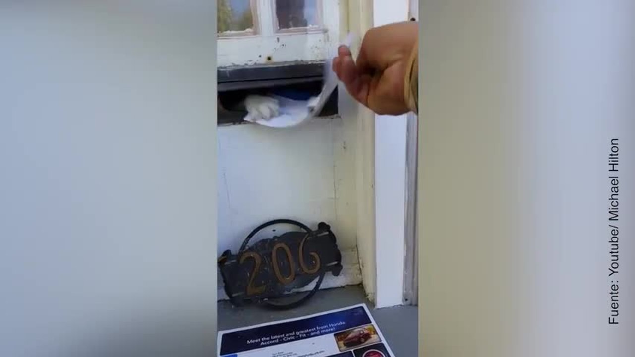 ¡El gato le devuelve las cartas al cartero! - Vídeo Dailymotion