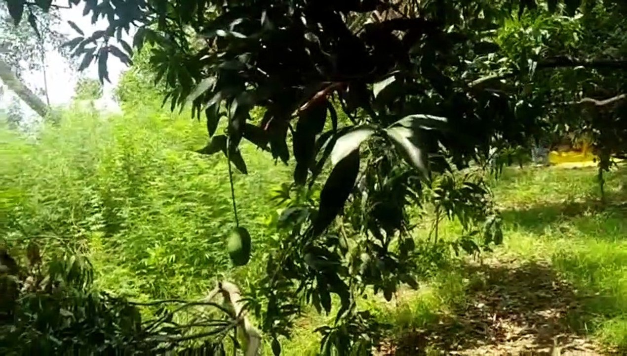 Aam Ka Bagh - video Dailymotion