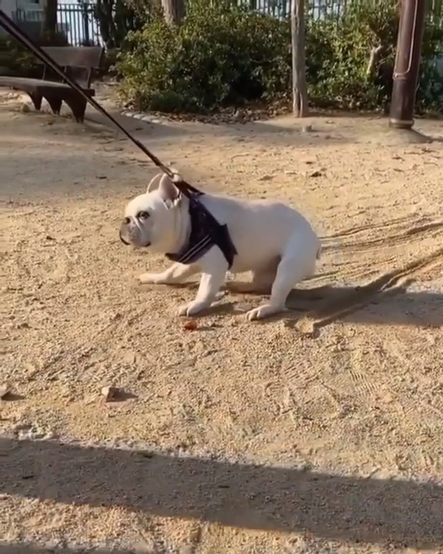 How Can I Get My Stubborn Dog To Walk