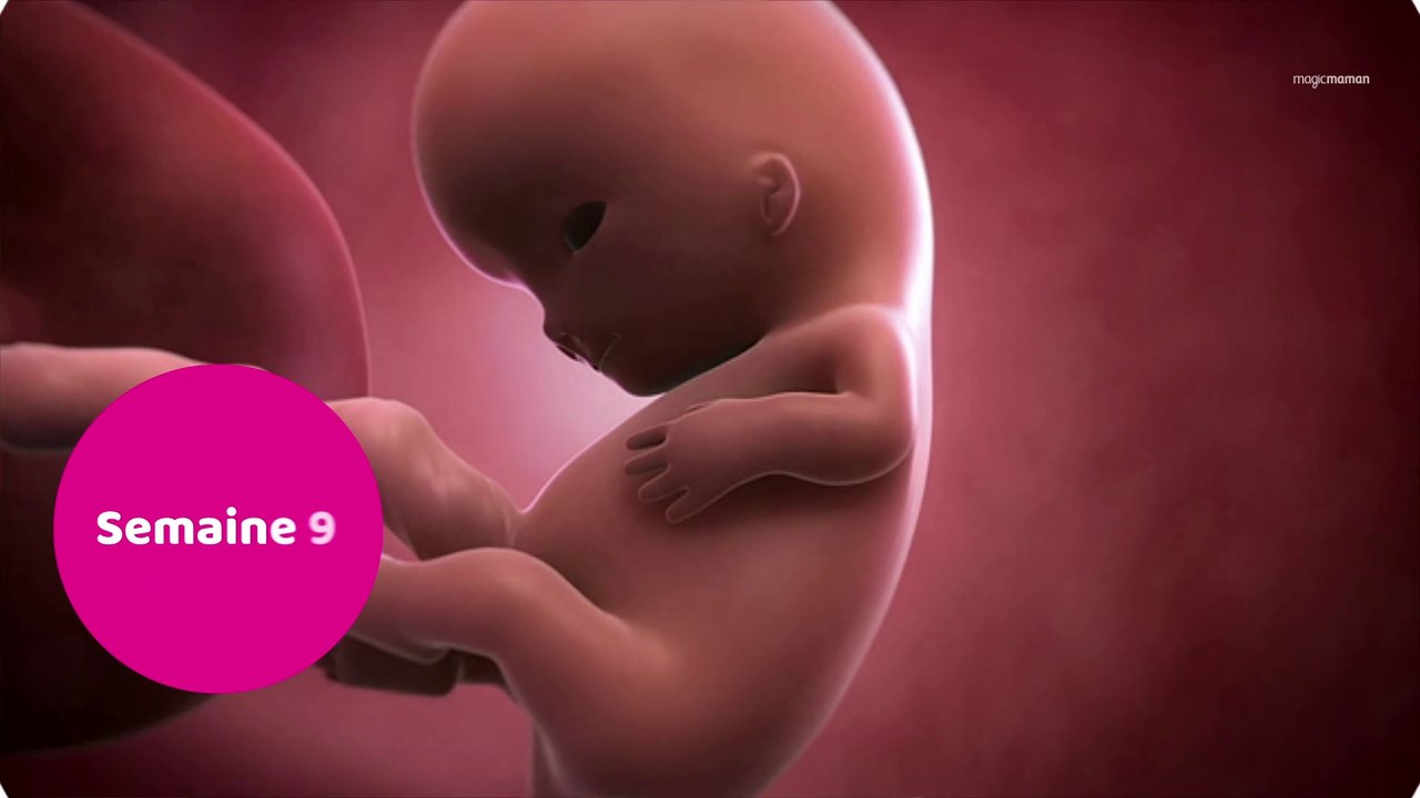 Vidéo de développement du fœtus : le 3ème mois de grossesse - Vidéo ...
