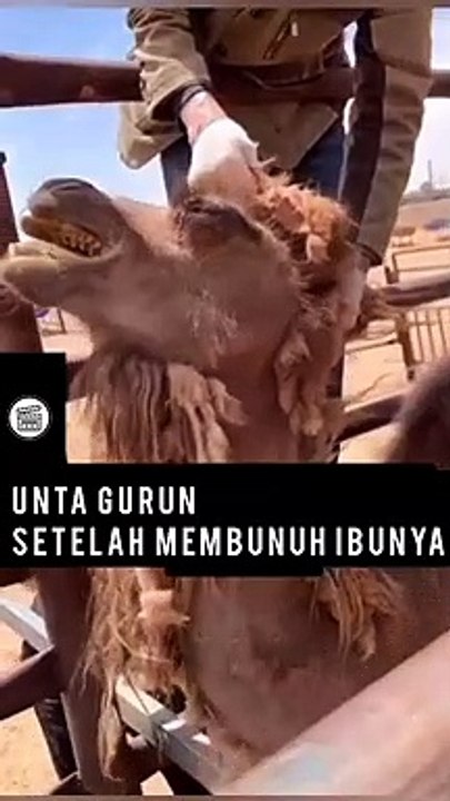Unta Nangis Lucu Kocak - Video Dailymotion