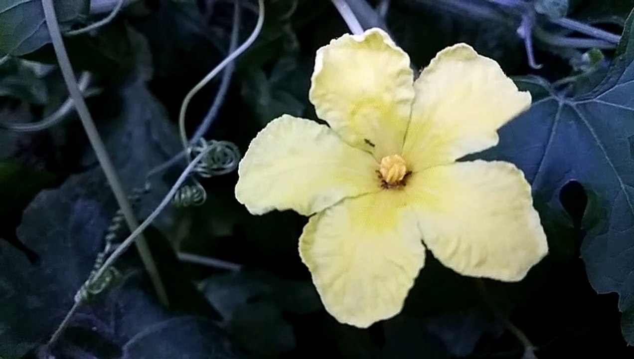 Bunga Pare - Video Dailymotion