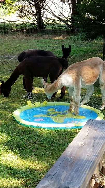 Alpaca Enjoys Splash Pool on a Summer Day - video Dailymotion