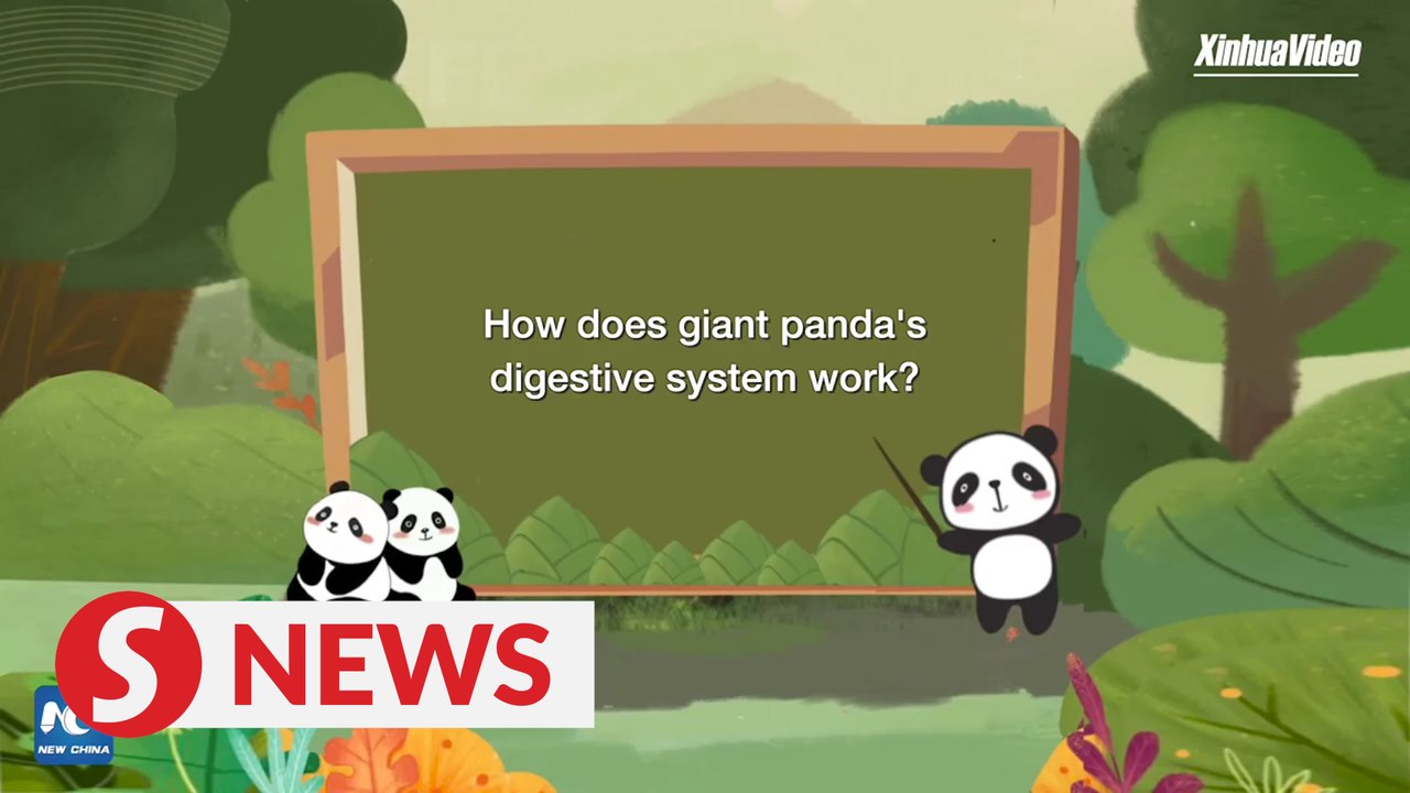 How does giant panda's digestive system work? | Pandaful Q&A - video ...