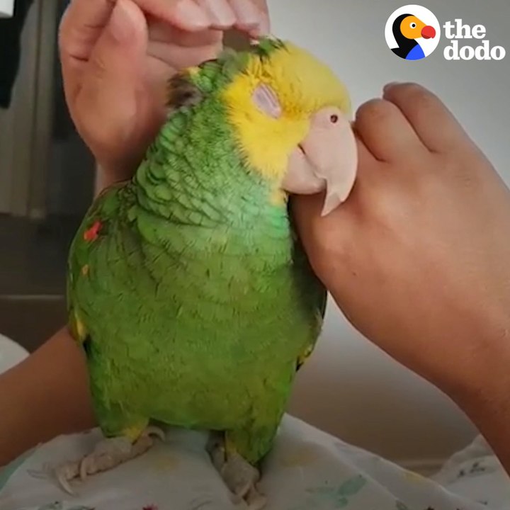 Loyal Parrot Is His Mom's Lifetime Companion - video Dailymotion