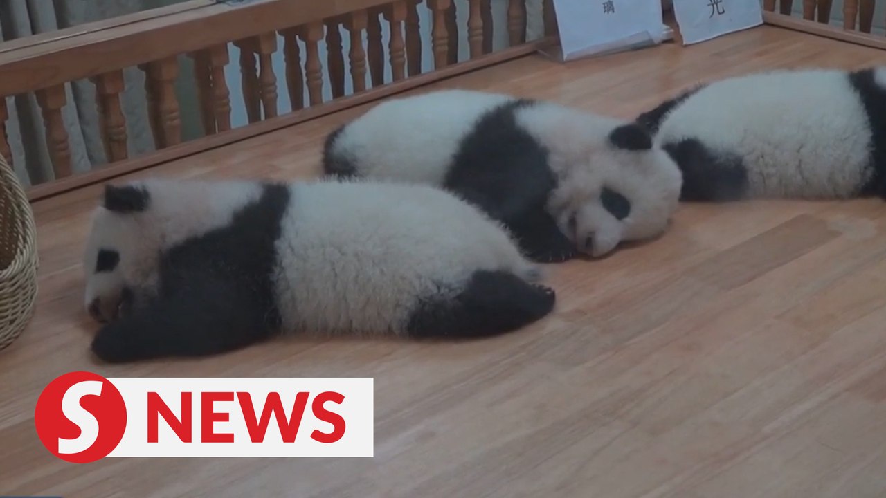 What bacterial flora benefits giant panda's digestive system? - video ...