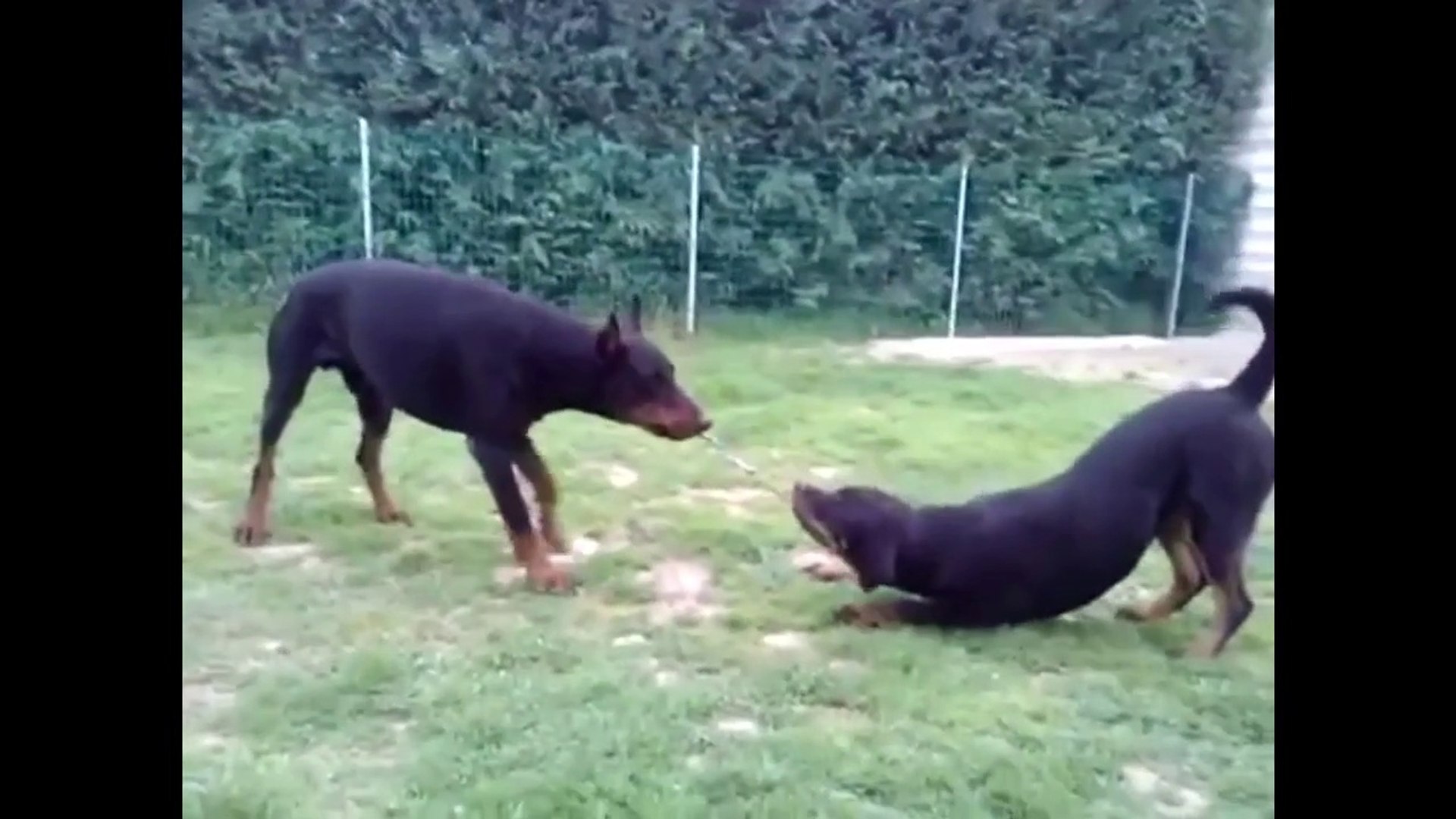 Rottweiler Vs Doberman Gevecht