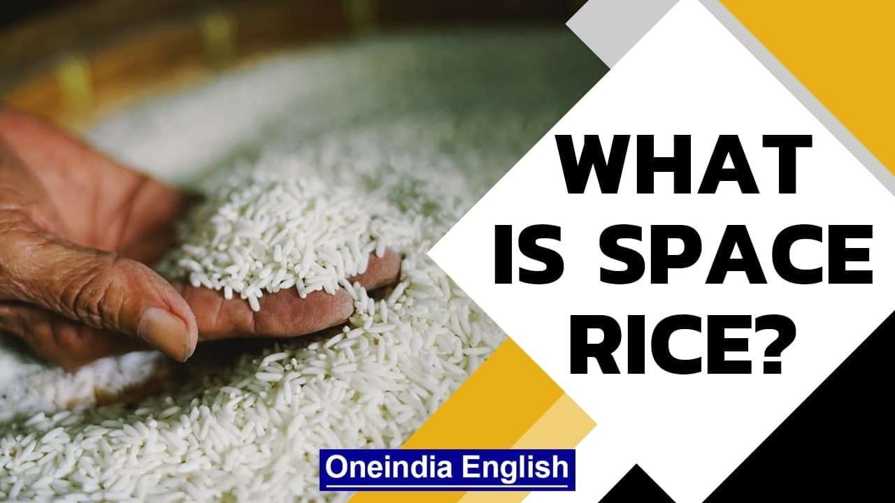 China harvests space rice, the grains went on a lunar voyage last year ...