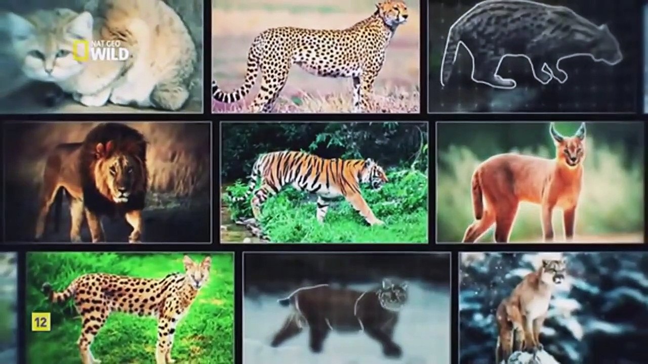 Ataques felinos_ DOCUMENTAL. - Vídeo Dailymotion