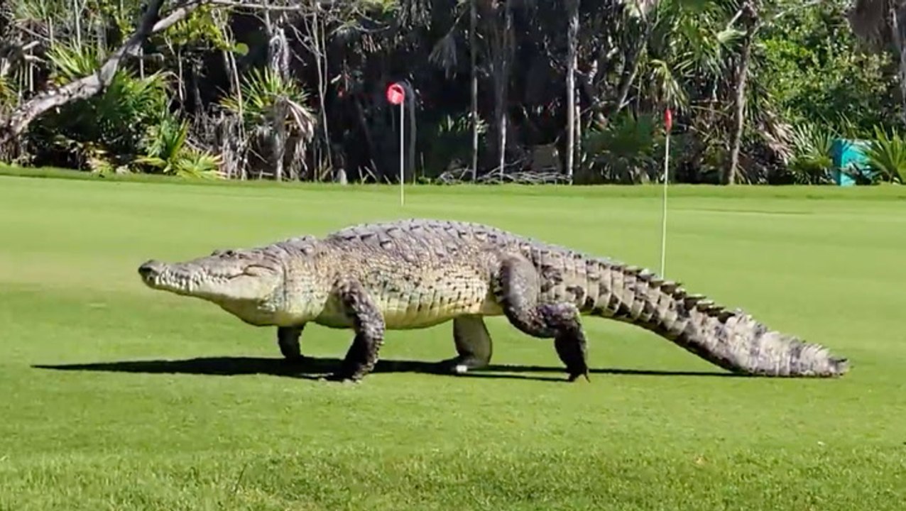 15-Foot Long Crocodile Struts Through Golf Course - video Dailymotion