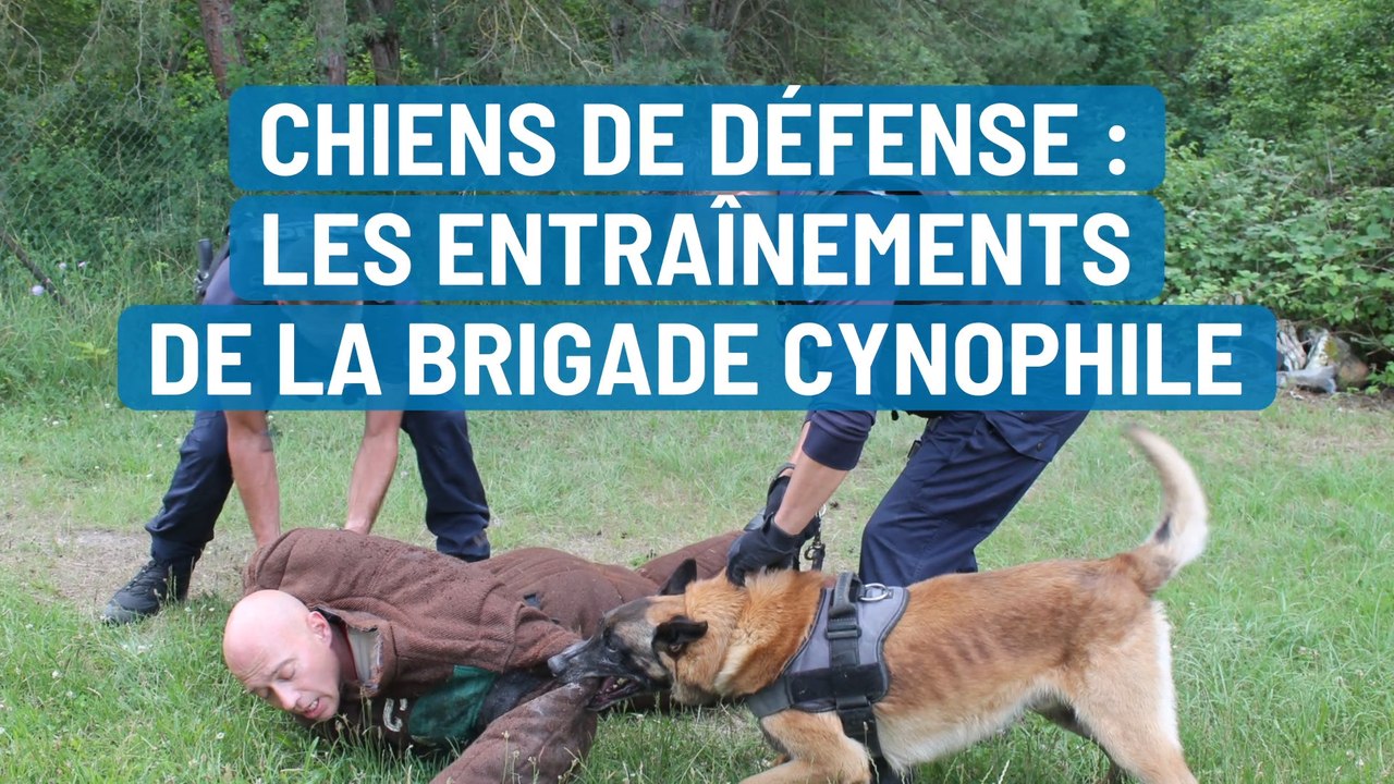 Chiens de défenses : les entraînements de la brigade cynophile - Vidéo ...