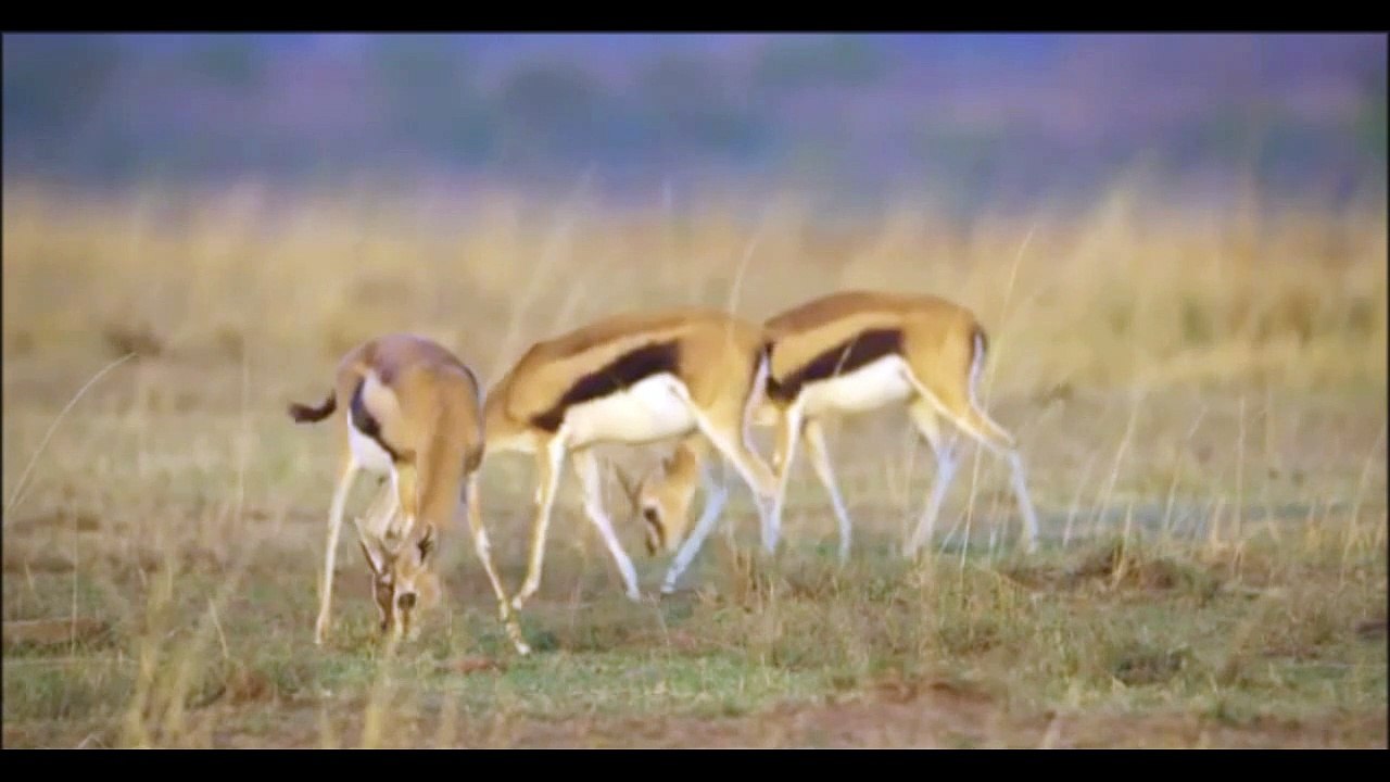documentario animal africa o dia na savana vida selvagem / animal ...