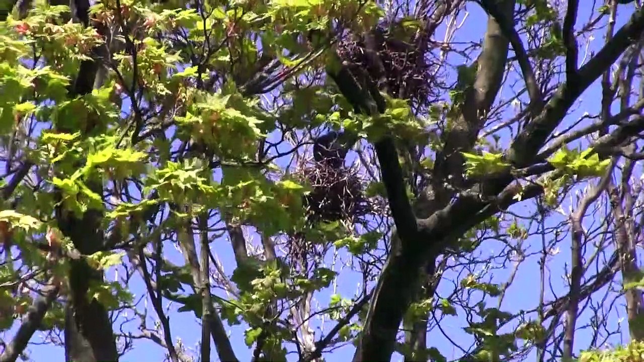 The Shooting Show rook shooting and Longthorne Gunmakers - video ...