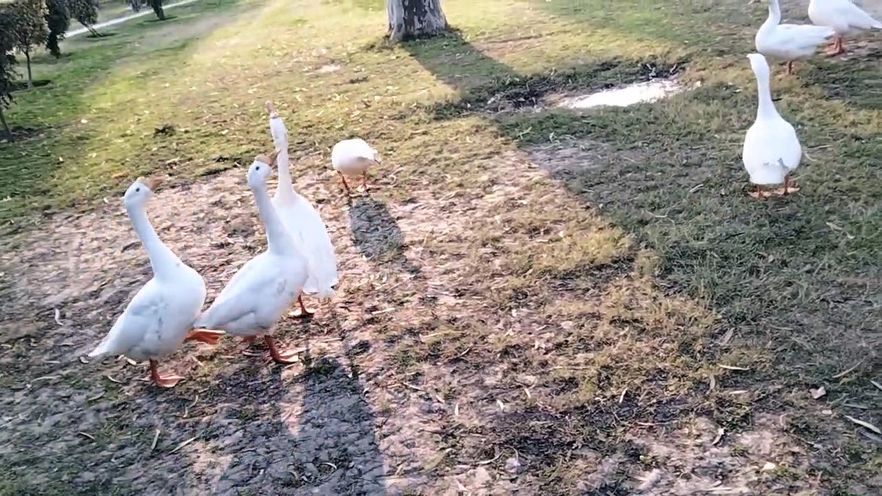 Geese Honking Sound Loud | Geese Sound Effect | Kingdom Of Awais ...