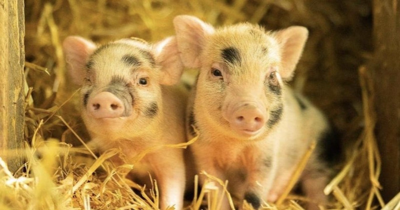 Devenez le parrain ou la marraine de cochons sauvés de l'abattoir grâce ...