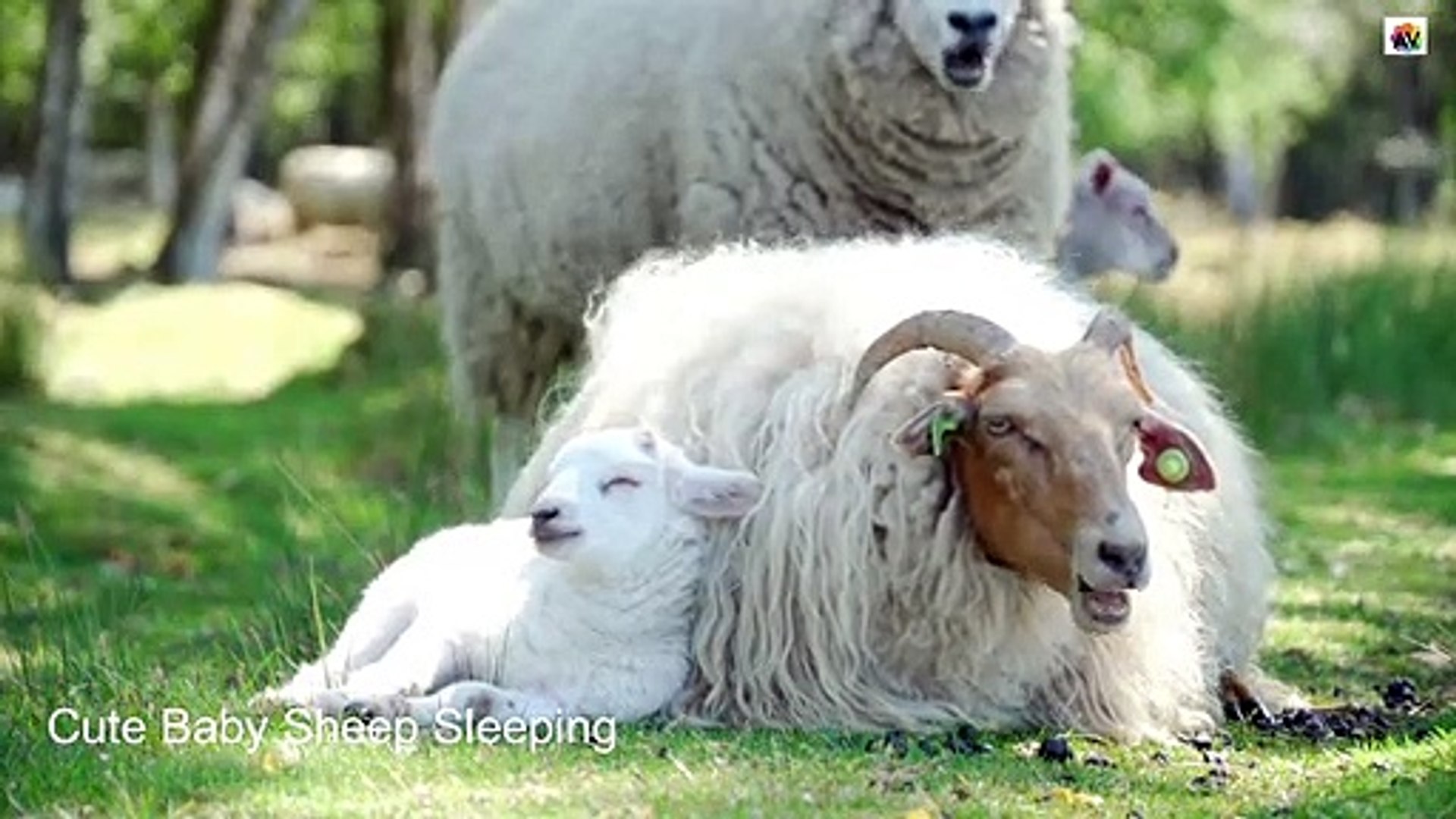 Cute Baby Lambs Sleeping