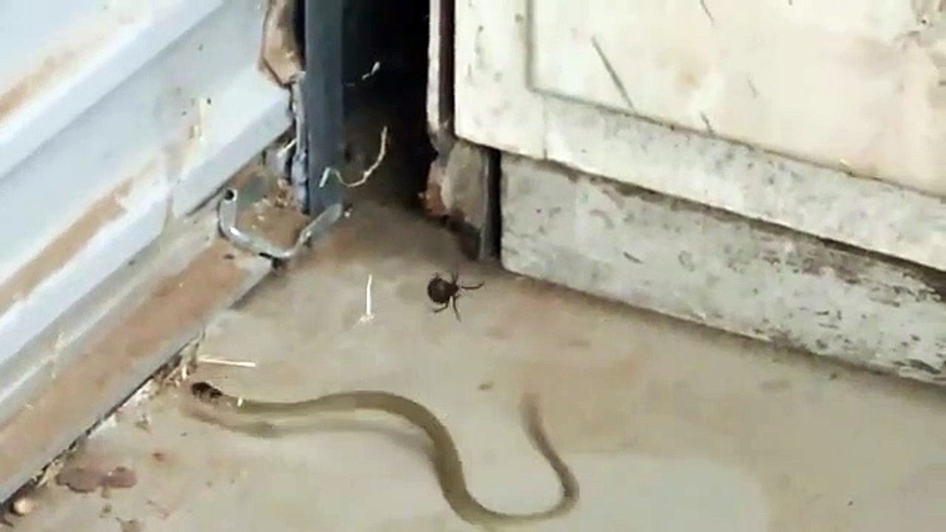 Gif De Aranha Australiana
