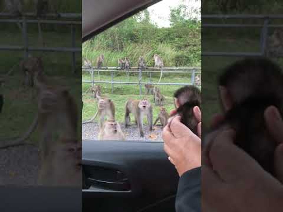 Wild Monkeys Meet Adopted Infant - video Dailymotion