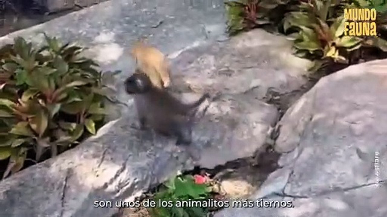 Inteligentes, tiernos y traviesos: momentos más adorables con monos ...