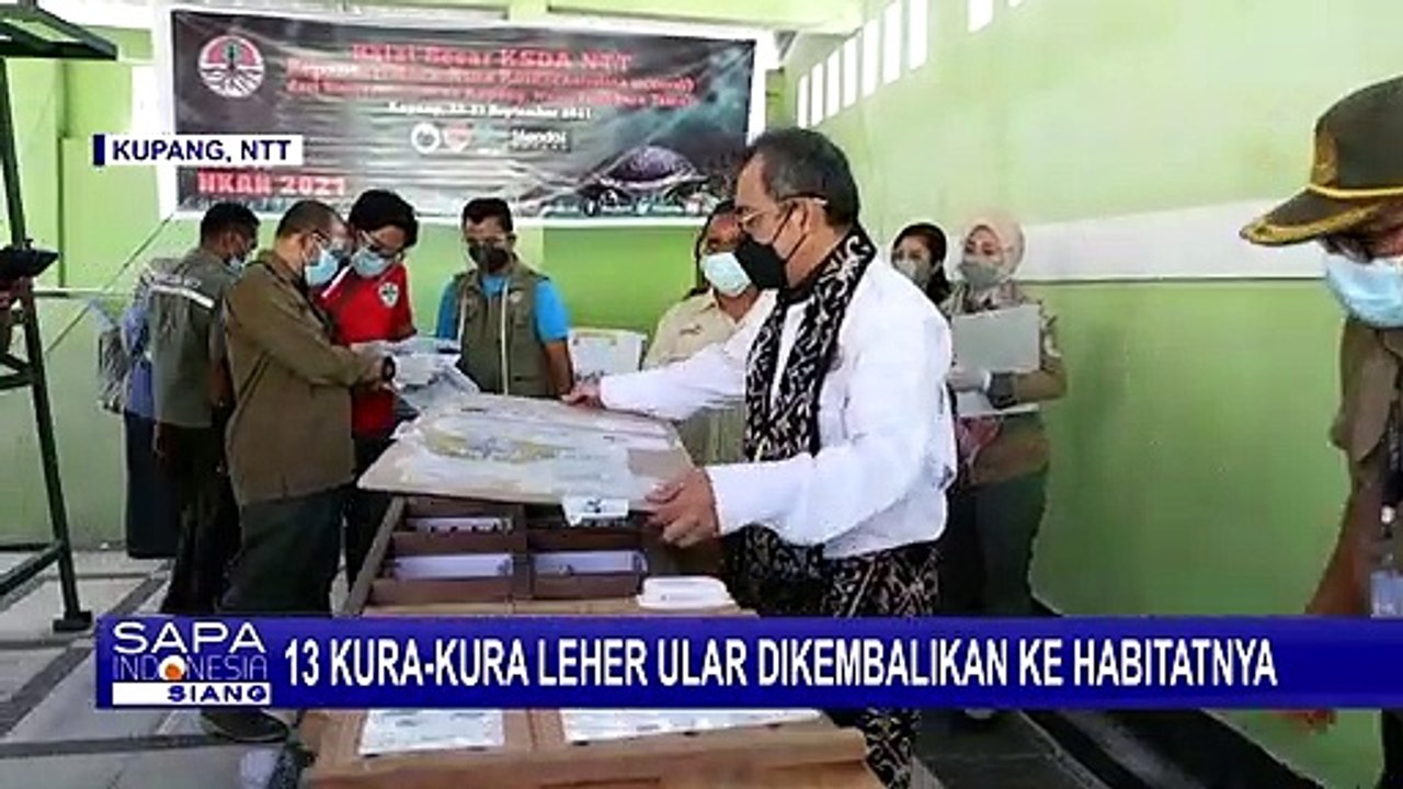 BBKSDA NTT Kembalikan 13 Kura-kura Leher Ular ke Habitat Aslinya - Video Dailymotion