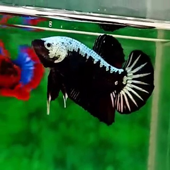 Black samurai betta fish - Video Dailymotion