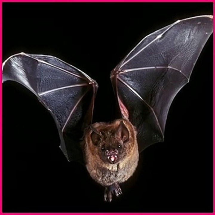 Duniya ka sabasa chota bat // world smallest bat in the world // # ...