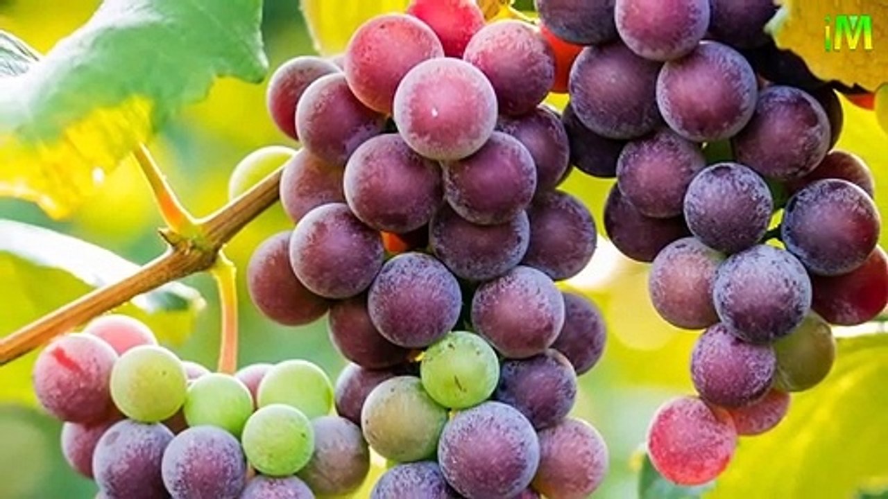 Do U Know l Grapes l Benefits of grapes l I Memory - video Dailymotion