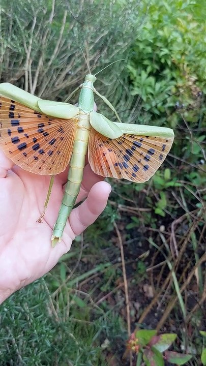 Wiggly Bug Has Beautiful Wings - video Dailymotion