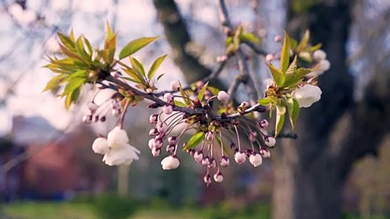 Victoria Street by Warda Yassin - video Dailymotion