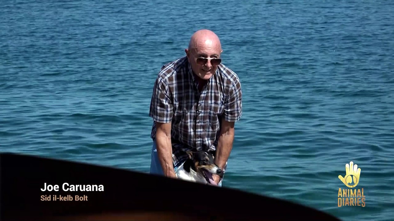 BOLT - the diving Jack Russell - video Dailymotion