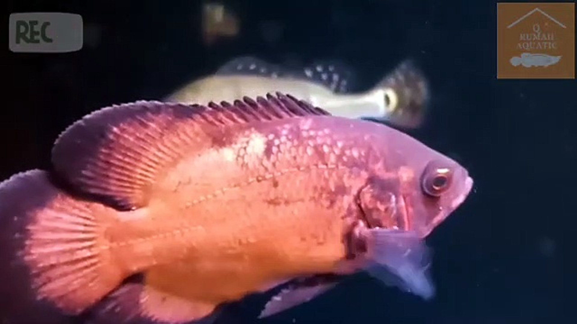Pink Oscar Fish