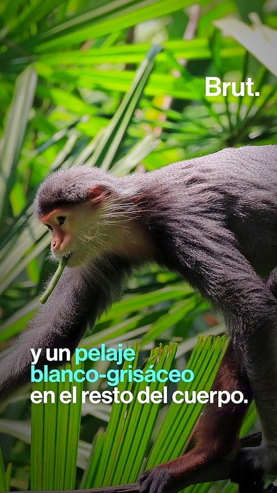 El simio disfrazado: un mono muy colorido - Vídeo Dailymotion