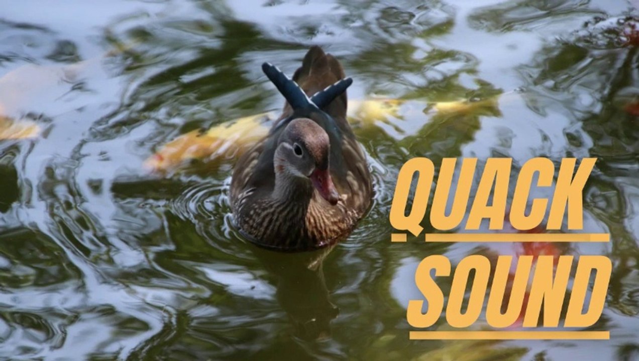 Quack Sound Duck | Quacking Sounds of Ducks | Kingdom Of Awais - video ...