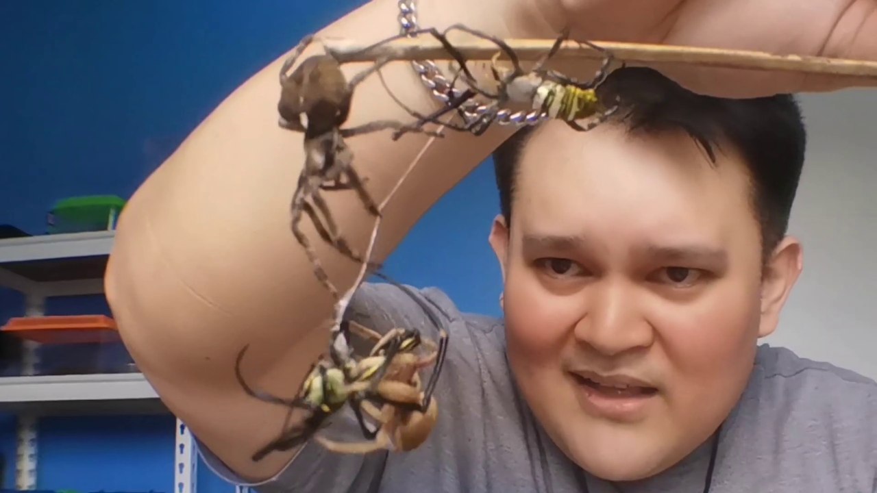 Monster Spider Fight! Araneus ventricosus vs Argiope vs Nephila sp vs ...