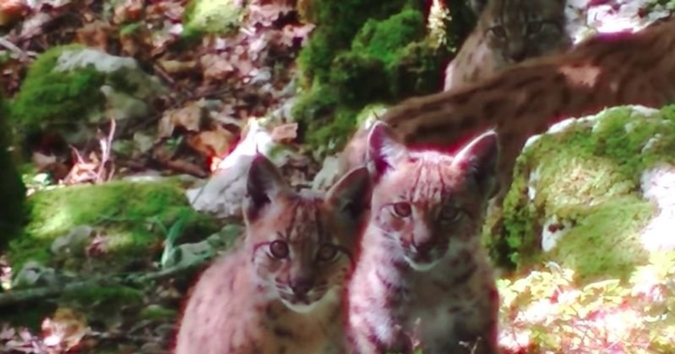 Quatre bébés lynx filmés dans une forêt du Doubs, des images rares et ...