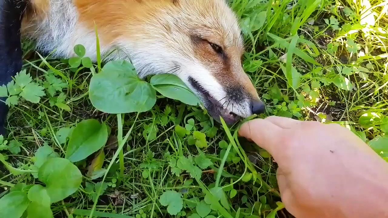 Two friends - fox and man - video Dailymotion